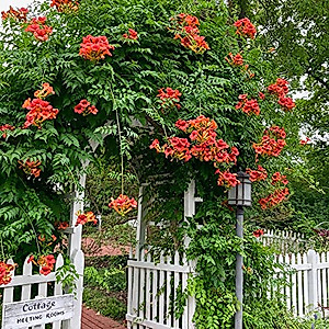 QAUZUY GARDEN- 20 Dark Red Hummingbird Trumpet Vine Seeds Hardy Striking Vine Plant for Garden and Outdoor Hummingbirds Love It