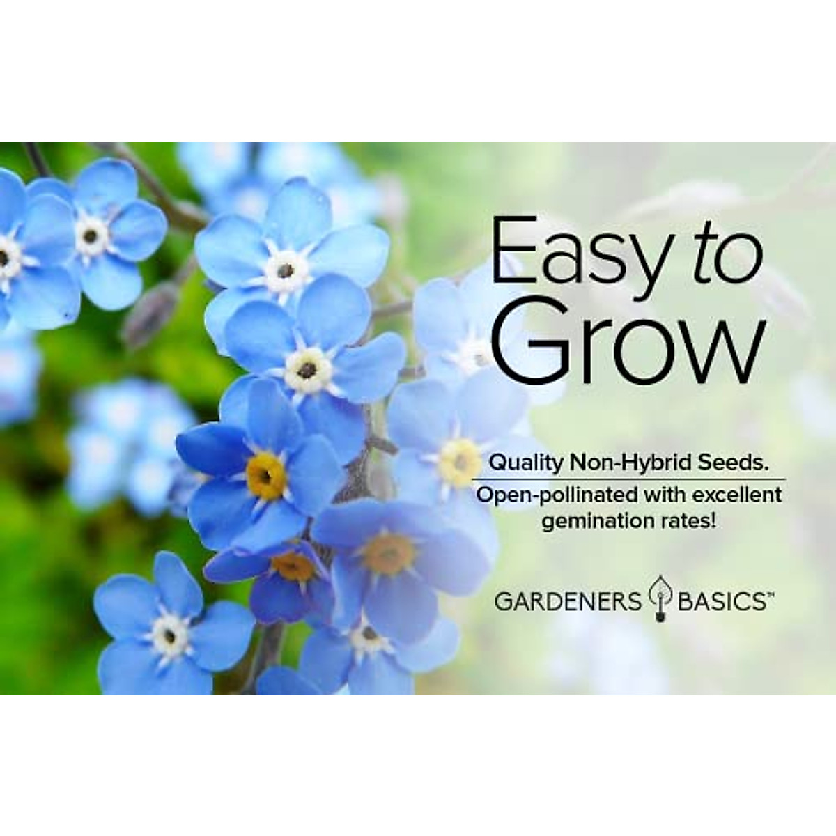 Forget Me Not Seeds for Planting - Myosotis Sylvatica Memorial and Funeral Seeds for Remembrance Beautiful Blue Perennial Forget Me Not Flowers Open Pollinated for Flower Gardens by Gardeners Basics