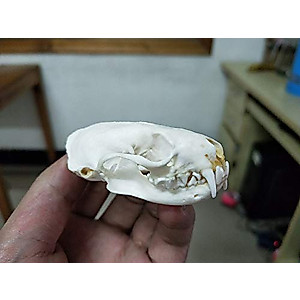 Hot weasel Skull Taxidermy supplies art bone vet medicine 1:1