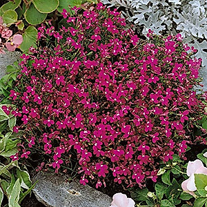 Outsidepride Lobelia Rosamond for Edging Borders, Rock Gardens, Hanging Baskets, Window Boxes, & Ground Cover - 10000 Seeds