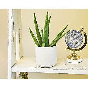 Aloe Vera Plant Live Succulent Plants, Live Aloe Vera Plant Succulents, Live Aloe Plant in Aloe Plant Pot, Aloe Plants Live Indoor Plants, Live Aloe Vera Plant Indoor House Plants by Plants for Pets