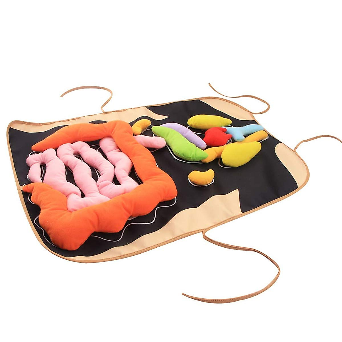 EDIONS 3D Organ Apron for Home Preschool Teaching Aid, Anatomy Apron Human Body Removabl Organs Apron for Kindergarten Kids Children Physiological Education Toy