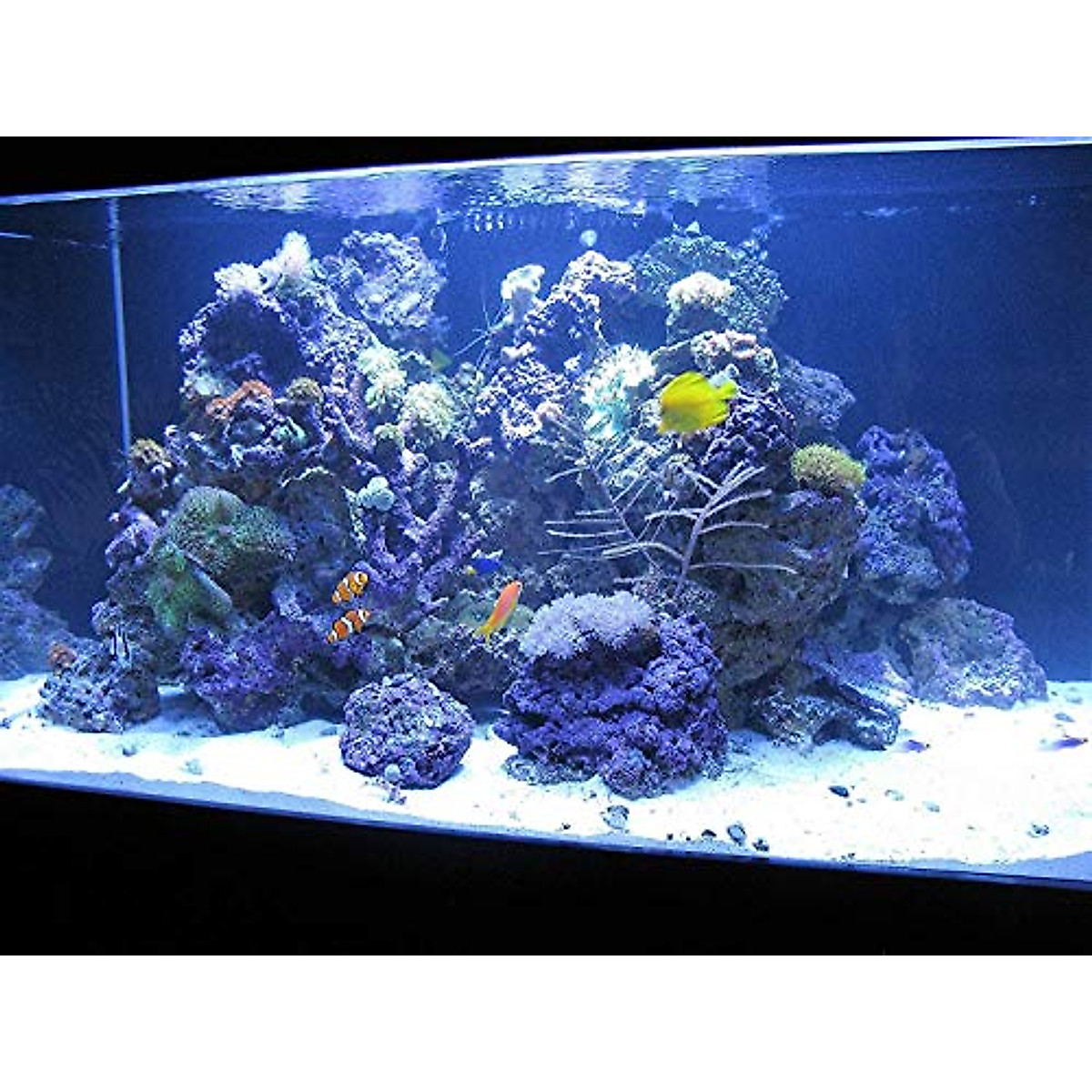 GFO HC - High Capacity Bayoxide E33HC Phosphate Remover - for Fish Tanks, Aquariums & Ponds, 700g (32oz Jar, 1.54lb), by Kolar Labs