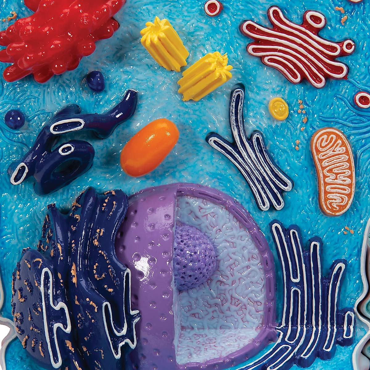 3B Scientific R04 Animal Cell Model, 8.3" x 4.3" x 12.2"