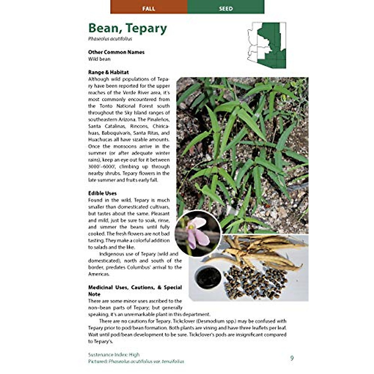 Wild Edible Plants of Arizona