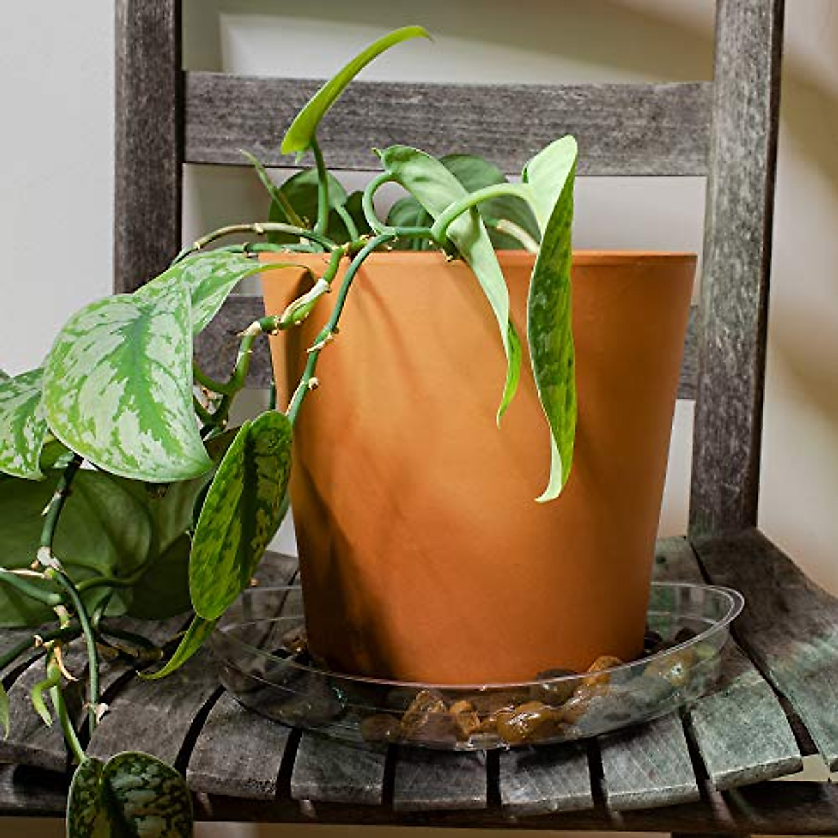 Clear Plant Saucers - 12 Inch - Excellent For Indoor & Outdoor Plants (5 Pack)