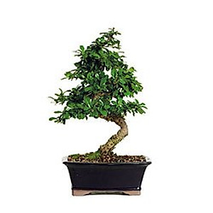 Fukien Tea Bonsai Tree (FT08) (Indoor) from BonsaiOutlet