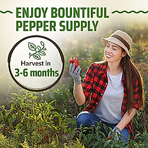 Rooted Acre 8 Varieties Pepper Seeds - Non GMO, USA, Heirloom Hot Pepper Seeds inc Ghost and Jalapeno - High Germinating Pepper Seeds for Planting Home Garden: Serrano, California Wonder, and More