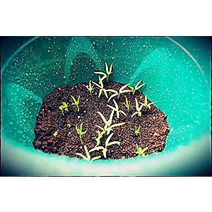 500+ Kangkong Seeds - Rau Muong- Kong Xin CAI- Ong Choy Seeds for Planting- Vegetable Seeds for Yard & Garden Made in USA | Non-GMO | Heirloom | Organic | 95% Germination Rate