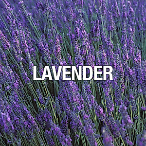 Curve Curve Black Men's Cologne 4 Piece Gift Set, 2.5 Fl. Oz. Eau De Cologne, 4 Count