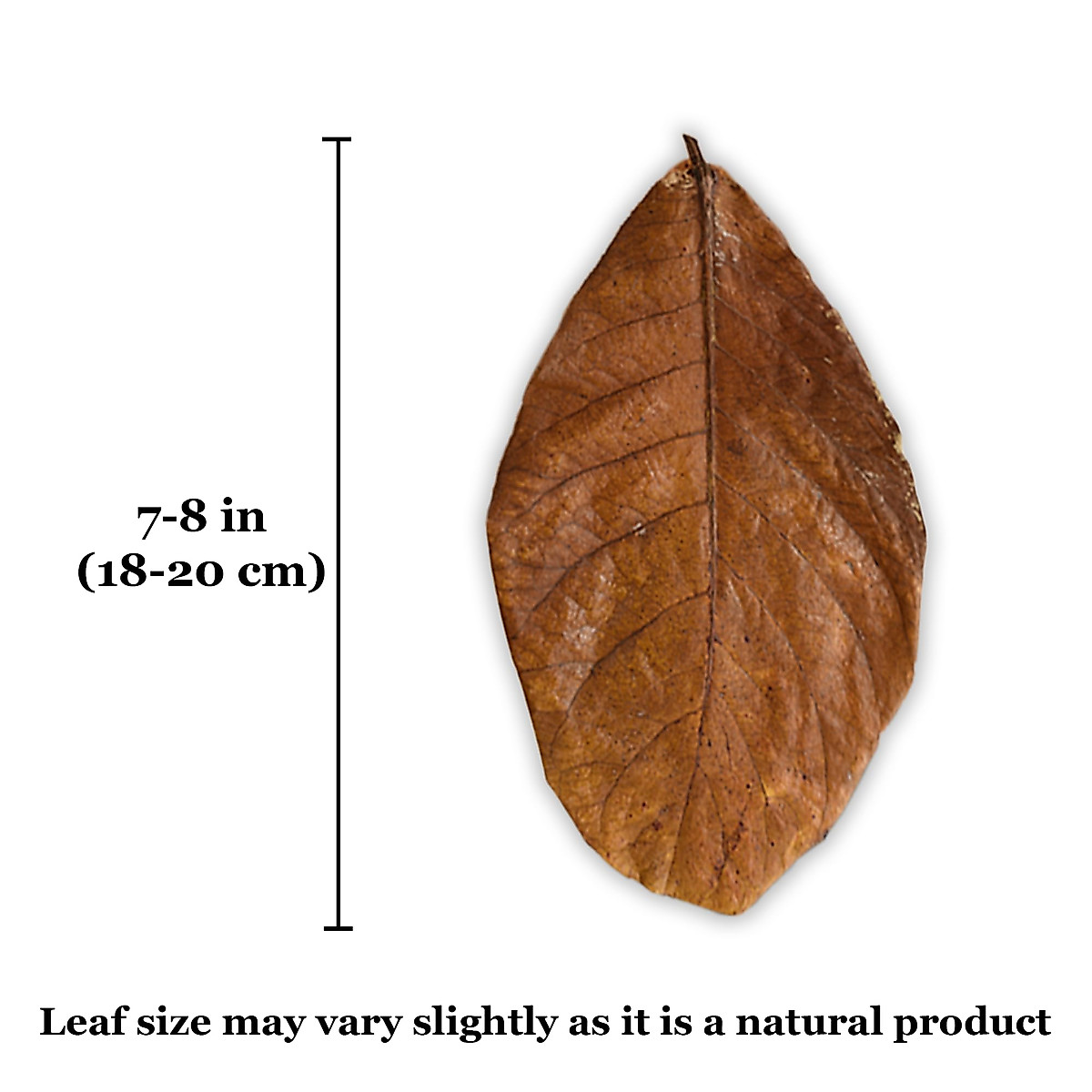 SunGrow Leaf Litter for Snakes, 10 Pcs Medium Indian Almond Catappa Leaves Substrate Maintain Humidity in Corn Snake and Ball Python Terrarium, 7-8 Inches, Reptile Tank Decor Accessories