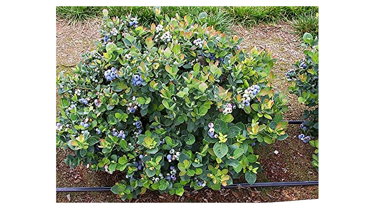 Top Hat Dwarf Blueberry Starter Plant - Cold Hardy Shrub