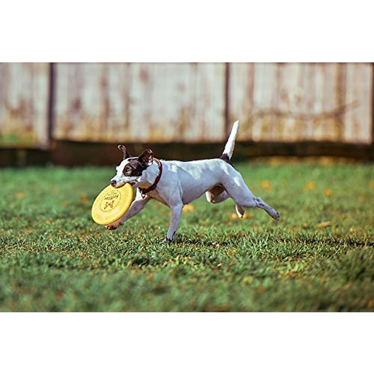 I LOVE MY PETS LLC Hip and Joint for Dogs Treats - Joint Health for Dogs - with Turmeric - MSM - Premium - Dog glucosamine tumeric - 60 Treats (1 Bottle)