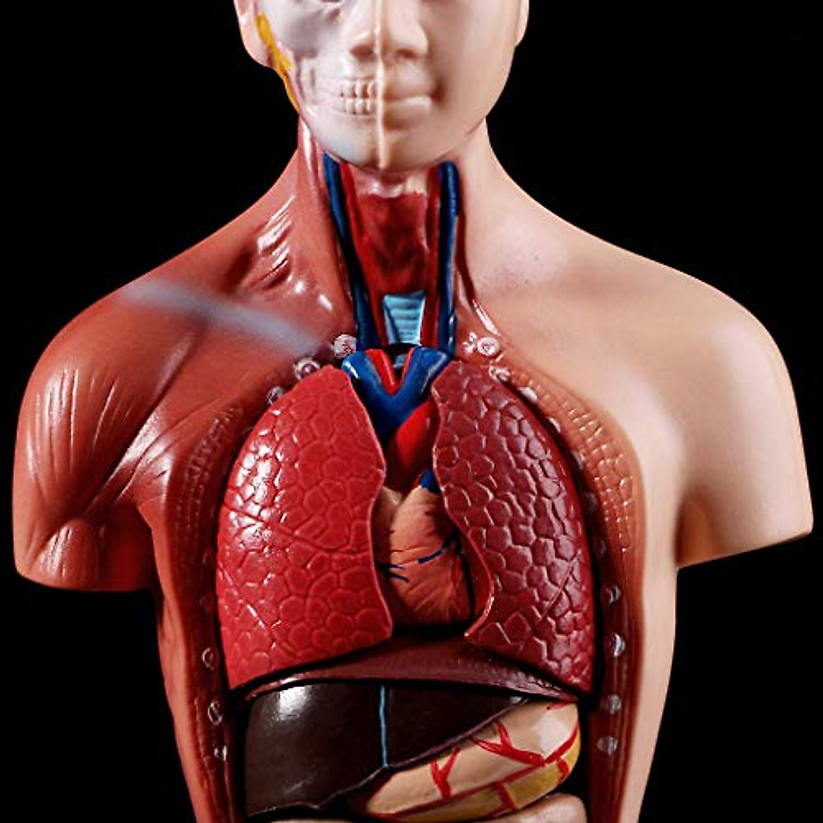 Human Torso Body Model Anatomy Anatomical Internal Organs for Teaching