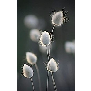 30 Bunny Tails Ornamental Grass Seeds for Planting, Dried Flowers, Crafts, Lagarus Ovatus - Ships from Iowa, USA