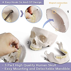 Evotech Scientific Human Adult Skull Anatomical Model, Medical Quality, Life Size (9" Height) - 3 Part - Removable Skull Cap - Shows Most Major Foramen, Fossa, and Canals - for Medical Student