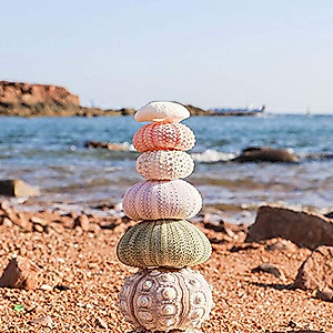 BUDDE 5 Pack Mini Sea Urchin Shell Hanging Pot-Air Plant Holder air Plant Hanging holdercute pots for succulentsin Cute Tillandsia Succulentwith Rustic Ropes