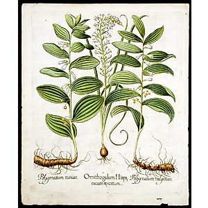 [Star-of-Bathlehem] Ornithogalum Hispanicum spicatum; [Multiflorous seal of Solomon] Polygonatum vulgatius; [Common seal of Solomon] Polygonatum maius