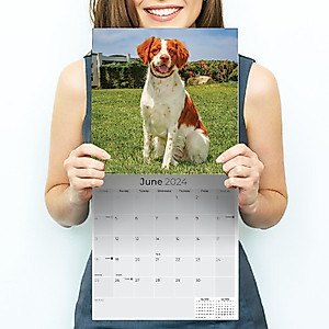 2023 2024 Brittany Spaniel Calendar - Dog Breed Monthly Wall Calendar - 12 x 24 Open - Thick No-Bleed Paper - Giftable - Academic Teacher's Planner Calendar Organizing & Planning - Made in USA
