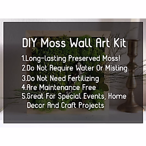 Prefleur Preserved Reindeer Craft Moss Natural Green DIY Kit Gardenning Art Wall Florist Easter Table Wedding(0.85lb)(Green-05)