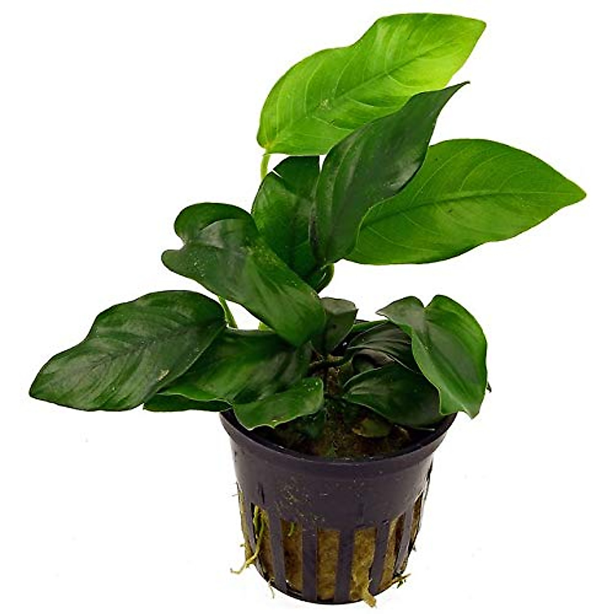 Potted Anubias Plants | Live Freshwater Aquatic Plants for Aquariums and Terrariums - Low Light, Low Maintenance Plants. (Potted Anubias VAR Nana)