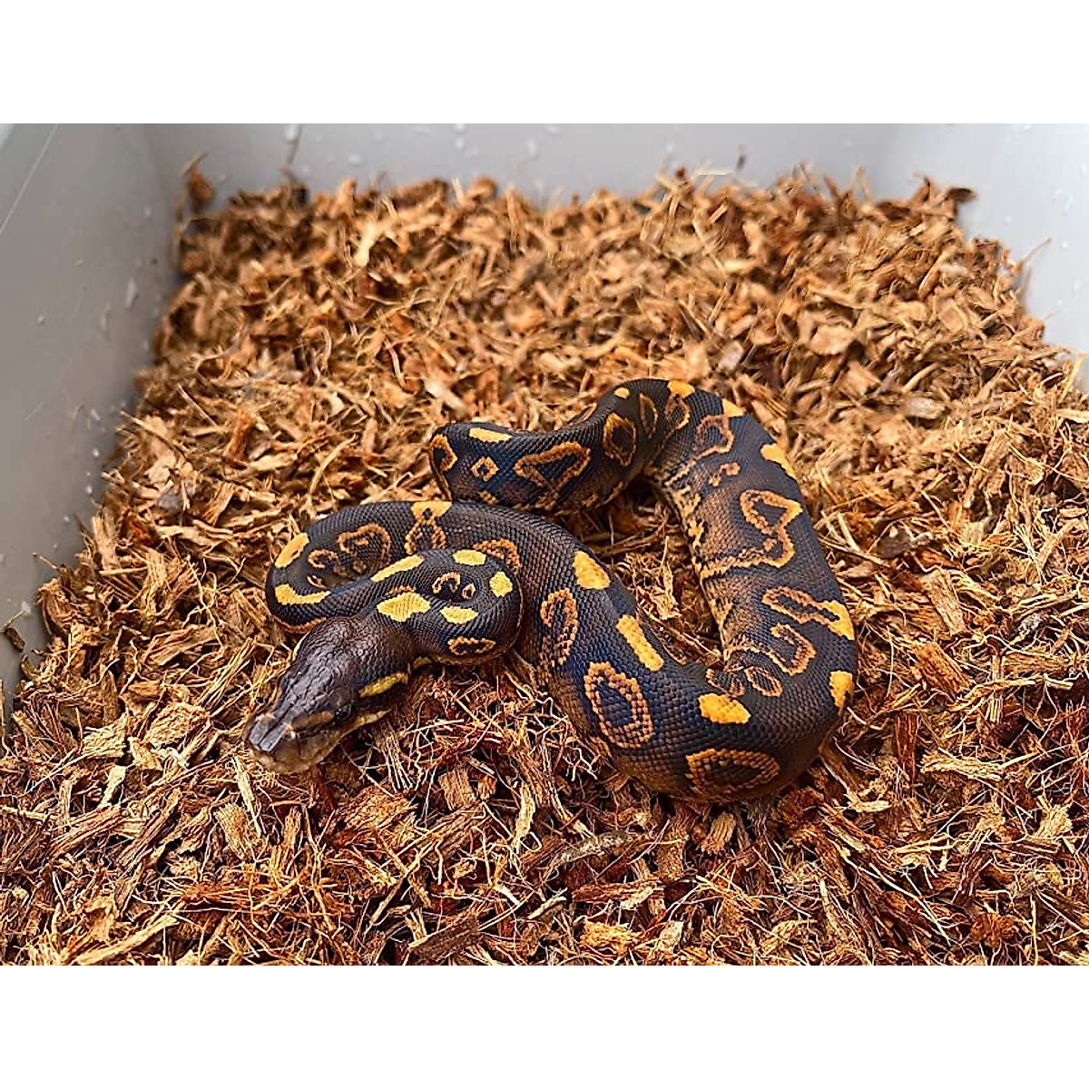 Microchip Coconut Substrate 12 Quart for Reptiles and Inverts Loose Fine Coco Husk Chip Mix Frog, Tarantula, and Gecko Bedding for Terrarium Floor Cover