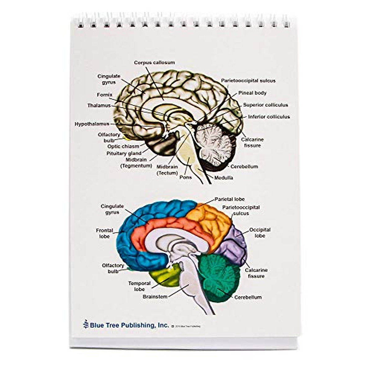 SLP Anatomy Flip Book Speech Language Pathology