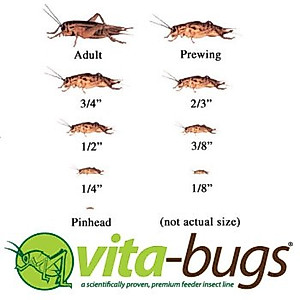 Timberline Vita-Bugs 1/4" Live Crickets, Count of 500, 500 CT
