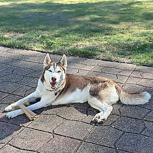 SPOT Bam-Bones Plus T Bone - Bamboo Fiber & Nylon, Durable Long Lasting Dog Chew for Aggressive Chewers – Great Toy for Adult Dogs & Teething Puppies Under 90lbs, Non-Splintering, 7in Chicken Flavor