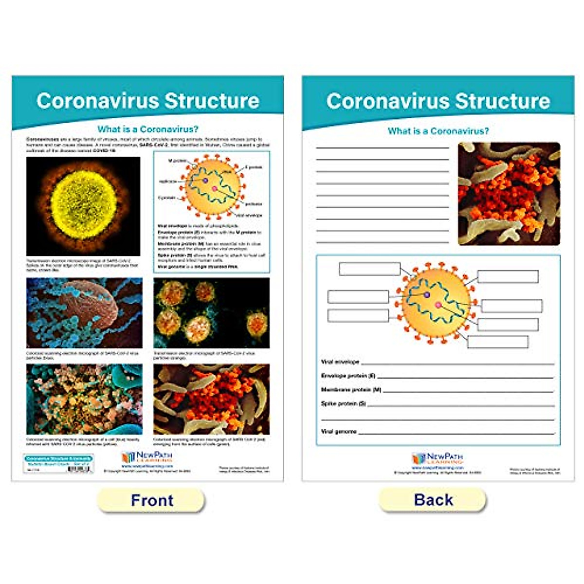 NewPath Learning Coronavirus Structure & Immunity Bulletin Board Chart Set, Set/4 - Laminated, Double-Sided, Full-Color, 12" x 18" (94-7716)
