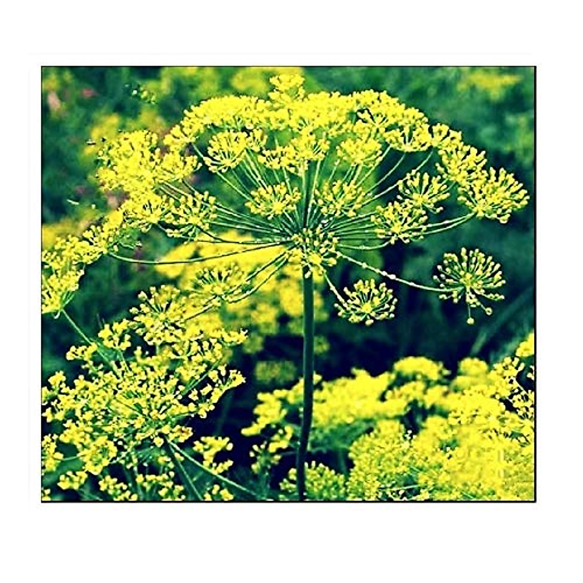 250 Bouquet Dill Seeds | Non-GMO | Fresh Garden Seeds