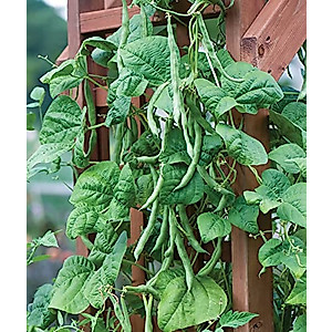Burpee Kentucky Blue Pole Bean Seeds 8 ounces of seed