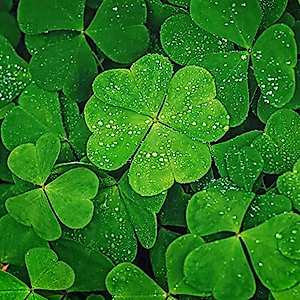YEGAOL Garden 25Pcs Four Leaf Clover Seeds Ornamental Easy to Grow Ground Cover Indoor Outdoor Potted Garden Plant Grass Seeds
