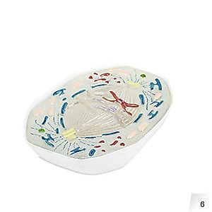 Vision Scientific VAA510 Animal Mitosis 3D Model | 9 Stage Mitosis Demonstration | Biology Classroom Cell Division Display | Detailed Open Cell Organelles | Pieces Equipped with Stand | W Manual