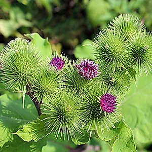 Outsidepride Burdock Arctium Lappa Nutritious Vegetable & Herb Garden Plant - 1000 Seeds