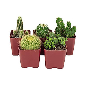 Shop Succulents | Can't Touch This Collection | Assortment of Hand Selected, Fully Rooted Live Indoor Cacti Plants, 5-Pack