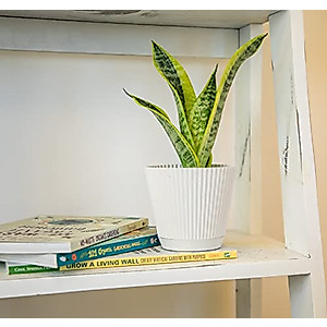 Altman Plants, Live Snake Plant, Sansevieria trifasciata Superba, Fully Rooted Indoor House Plant in Pot, Mother in Law Tongue Sansevieria Plant, Potted Succulent Plant, Houseplant in Potting Soil