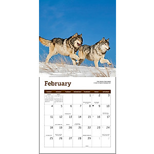 Wolves Mini Wall Calendar 2024, 7" x 7"