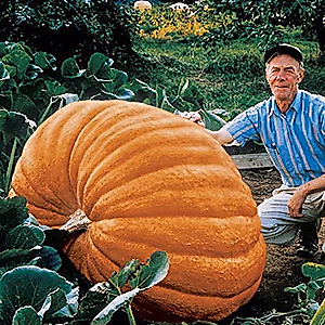 Park Seed Dill's Atlantic Giant Pumpkin Seeds - Large Pumpkins - World Record Sized Pumpkins - Pack of 10 Seed