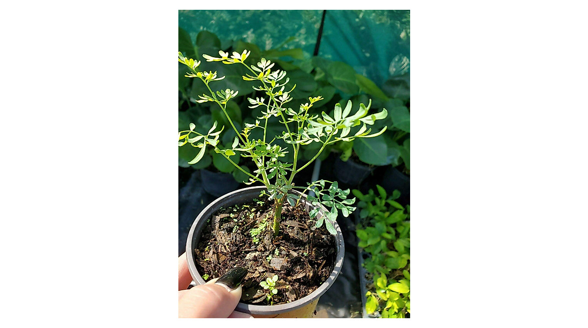 Herb of Grace Ruda Plant - Common Rue 5 to 7 inches