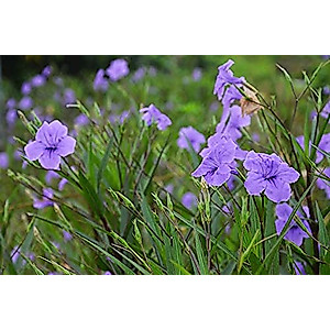6 Purple Mexican Petunia Plants - Ruellia Brittoniana Perennial Well Rooted Plants Shrub Garden