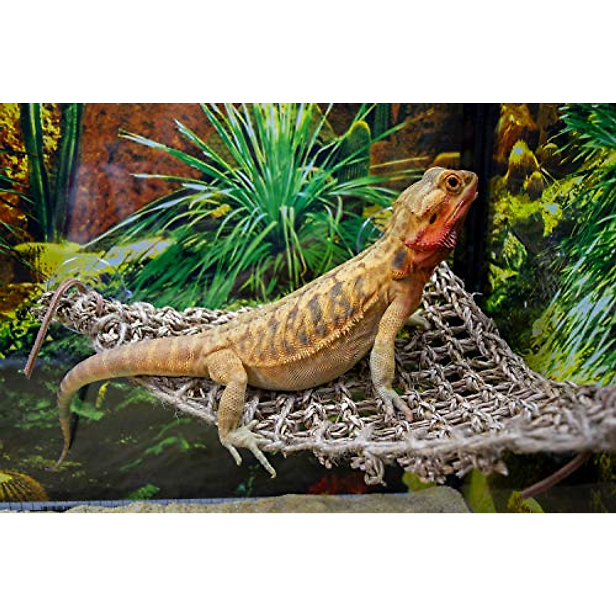 PENN-PLAX Reptology Lizard Lounger Corner Triangle – 100% Natural Seagrass Fiber – Great for Bearded Dragons, Anoles, Geckos, Iguanas, and Other Reptiles – Small