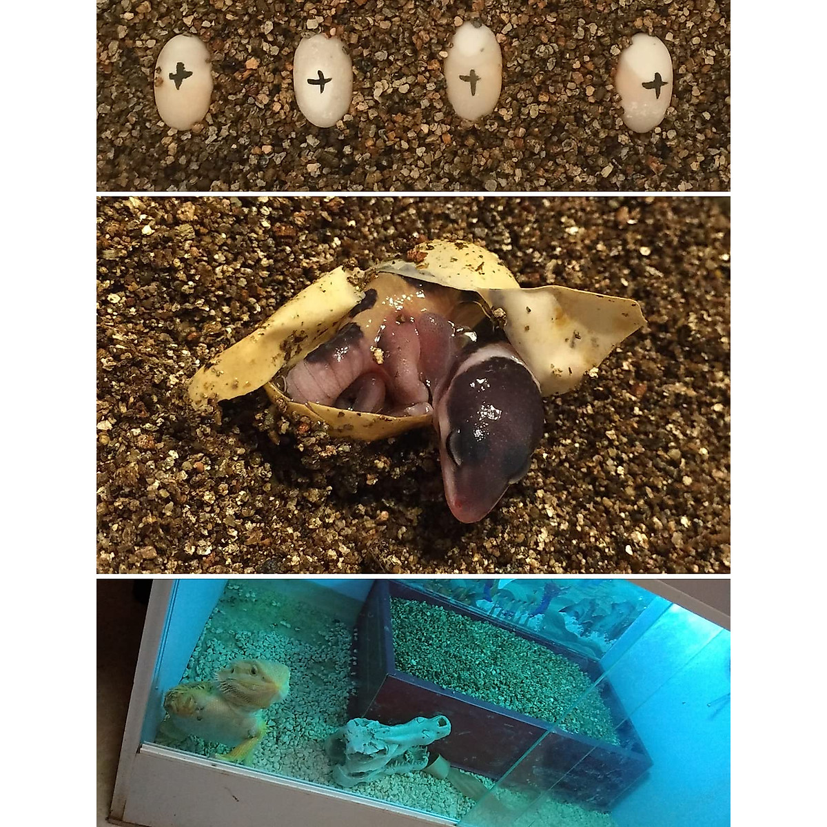 Organic Vermiculite Granules for Plants and Gardening (10 Quarts)