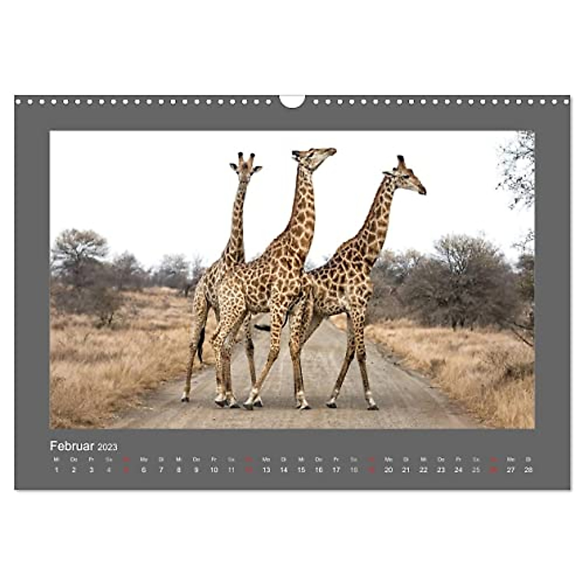 Twigas - Giraffen (Wandkalender 2023 DIN A3 quer), Calvendo 2023 monthly calendar