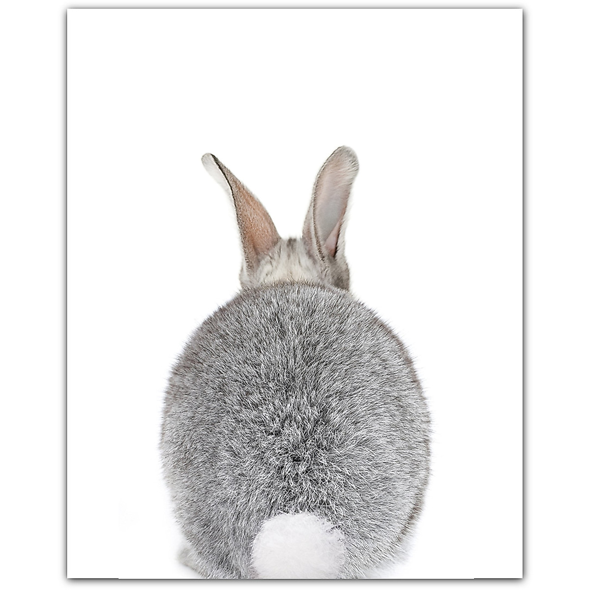 Designs by Maria Inc. Baby Nursery Wall Decor Art - Set of 2 (UNFRAMED) Wall Artwork 8x10 Baby Bunny Front and Back Photographic Print