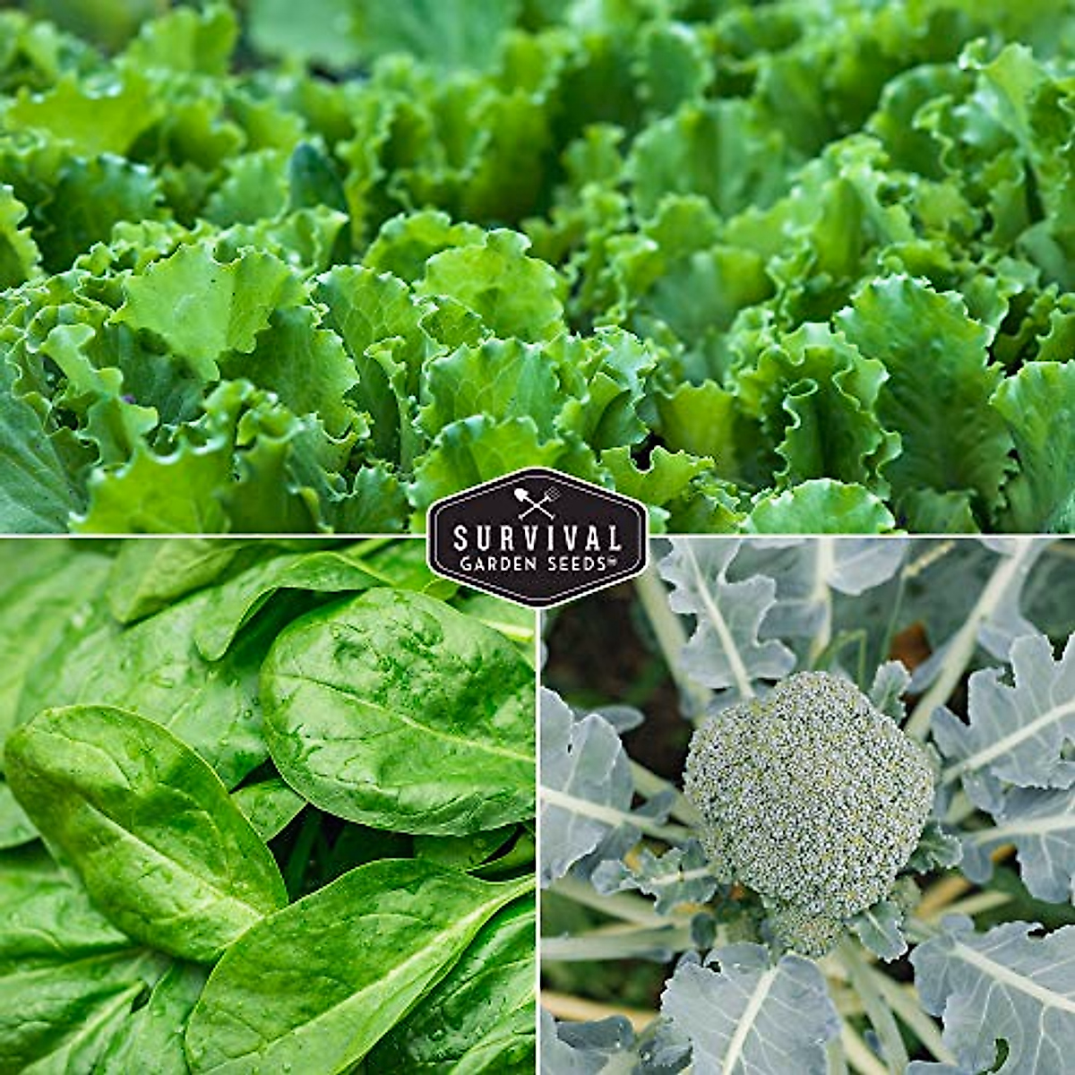 Survival Garden Seeds Cool Weather Collection Seed Vault - Spinach, Kale, Cilantro, Broccoli, and Leaf Lettuce - Non-GMO Heirloom Varieties for Indoor & Outdoor Planting - Homestead Necessities
