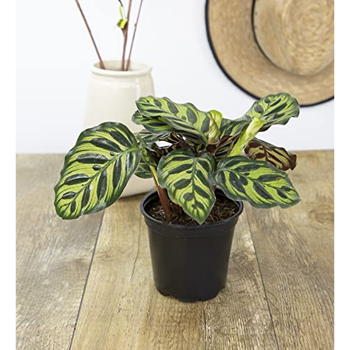 Calathea Plant Live Prayer Plant Live Indoor Plant, Calathea Live Plant Live House Plant Live Plants Indoor, Live Indoor Plants Live Houseplants Live Prayer Plants Live House Plants by Plants for Pets