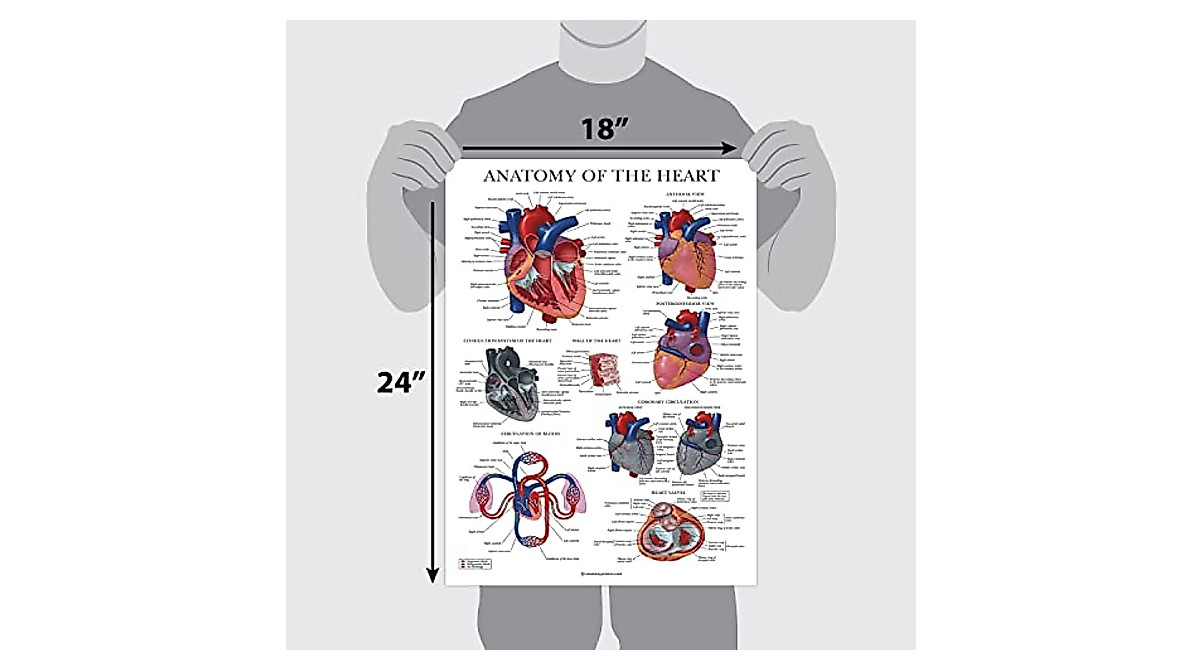 Circulatory System & Heart Anatomy Posters Set of 2 | Palace Learning