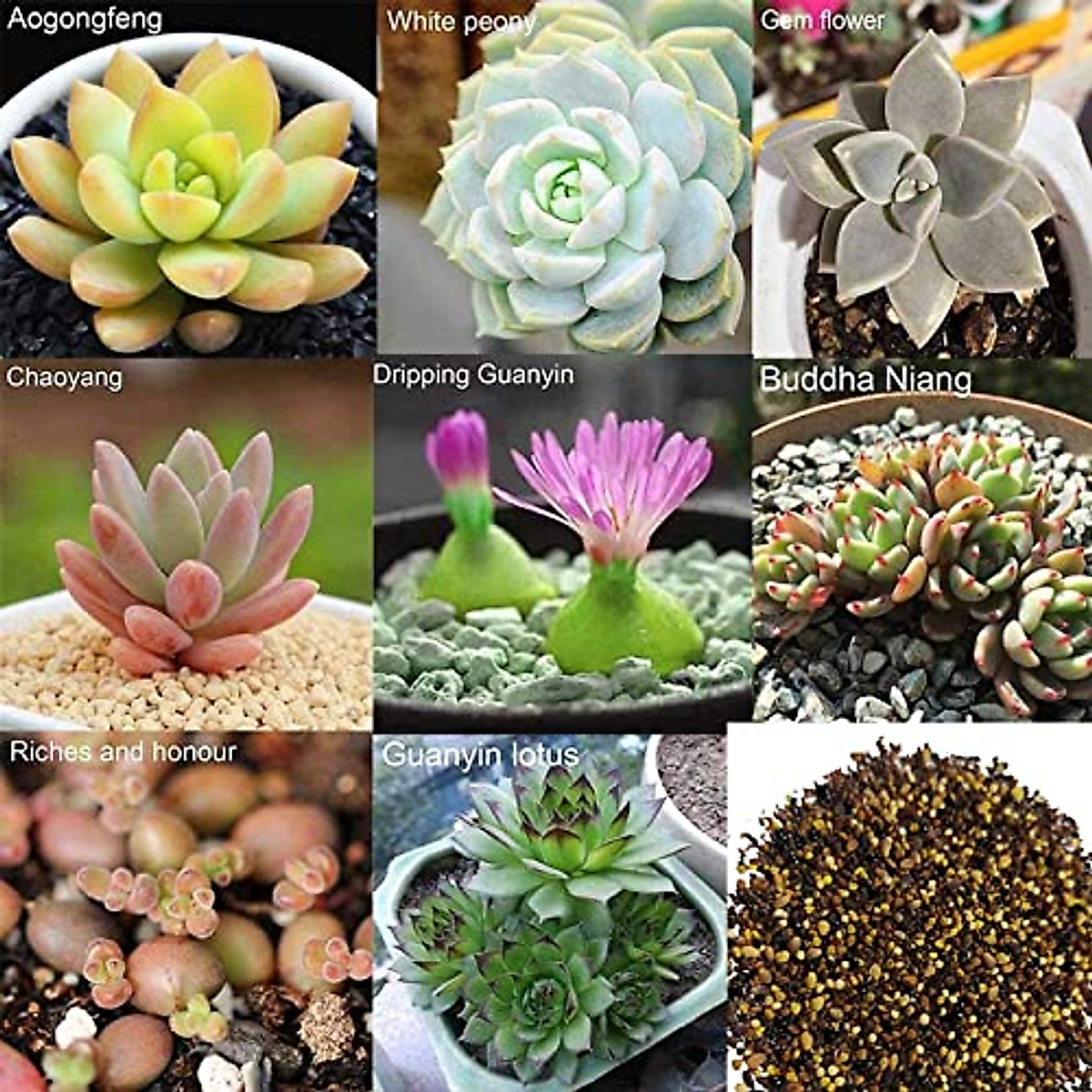 KOqwez33 Seeds Plant for Garden Decoration,300Pcs Mixed Succulent Plant Seeds Ornamental Potted Bonsai Garden Balcony Decor - Mix Succulent Seeds