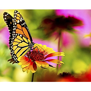 Garden Innovations HB1000 10-Inch by 10-Foot Roll Out Flowers, Butterfly Hummingbird Garden